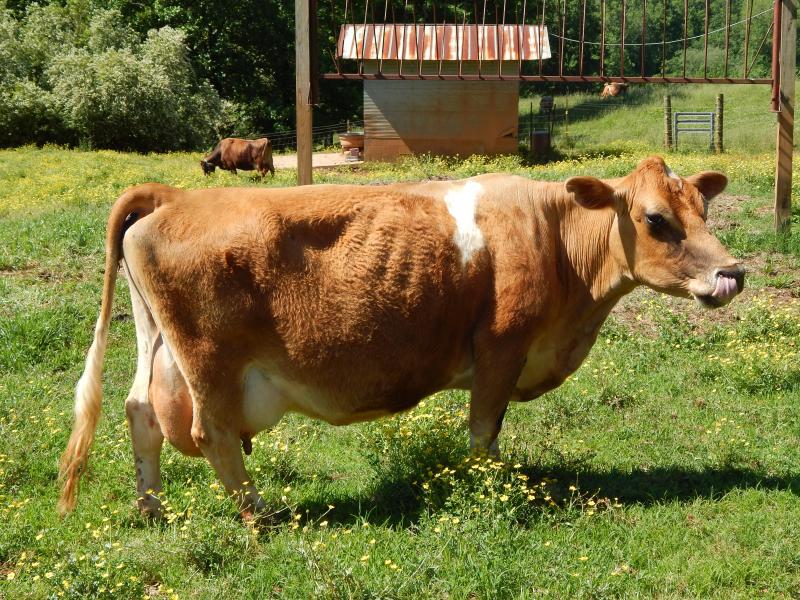 White Star Miniature Jerseys - Featured bred cow: ~ Ansley Martin's ...