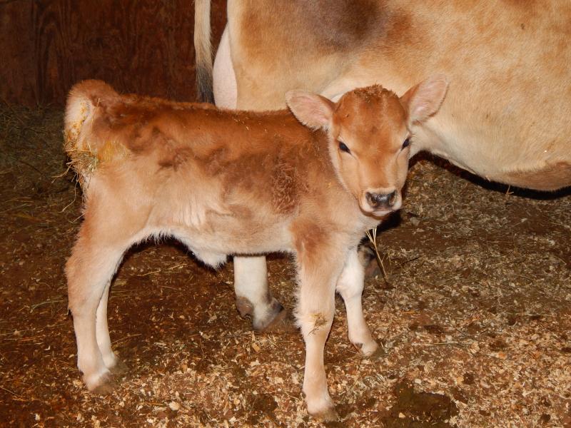 White Star Miniature Jerseys - Featured heifer: ~ White Star Farm Ruby ...
