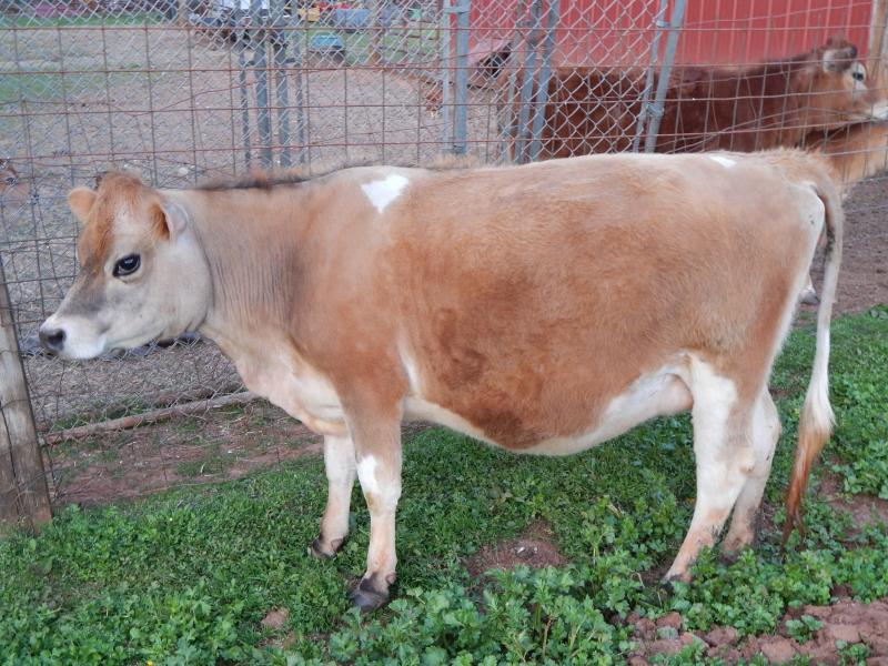 White Star Miniature Jerseys - Featured heifer: ~ WHITE STAR FARM ...